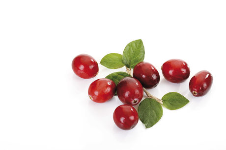 27 Mossberry Stock Pictures, Editorial Images and Stock Photos ...