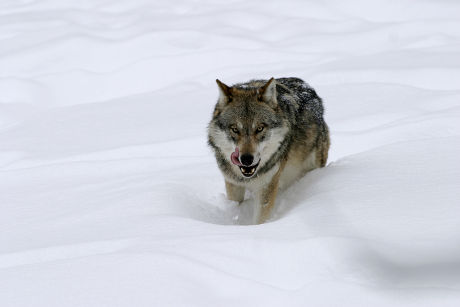 Wolf Canis Lupus Game Reserve Bavarian Editorial Stock Photo - Stock ...