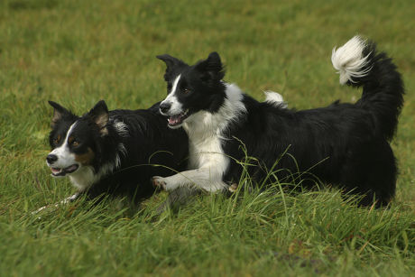 Two Border Collies Editorial Stock Photo - Stock Image | Shutterstock