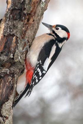 Greater Woodpecker Picoides Major Schwaz Tyrol Editorial Stock Photo ...