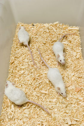 64 Lab rat Stock Pictures, Editorial Images and Stock Photos | Shutterstock