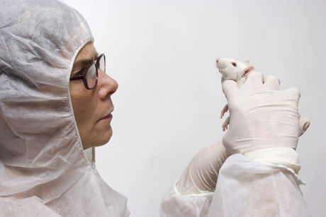 64 Lab rat Stock Pictures, Editorial Images and Stock Photos | Shutterstock