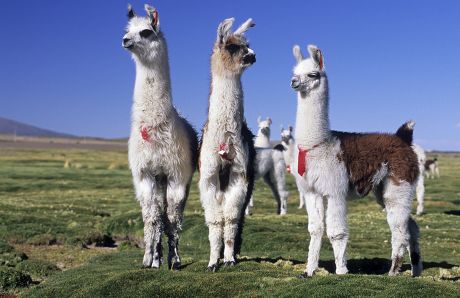75 Lama alpaca Stock Pictures, Editorial Images and Stock Photos ...
