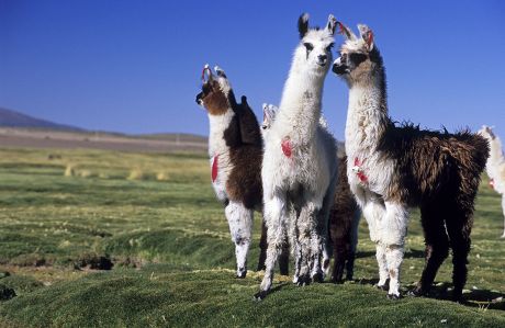 75 Lama alpaca Stock Pictures, Editorial Images and Stock Photos ...