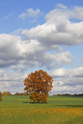 English Oak Quercus Robur Autum Colours Editorial Stock Photo - Stock ...