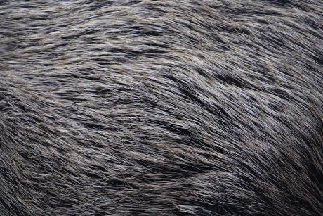Detail Shot Stiff Bristles Fur Wild Editorial Stock Photo - Stock Image ...