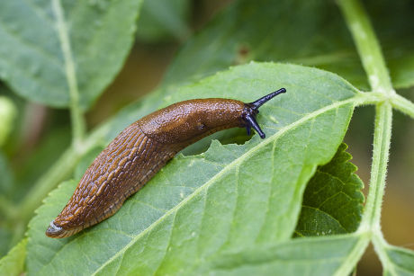 13 European red slug Stock Pictures, Editorial Images and Stock Photos ...