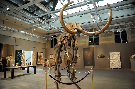 Mammoth Skeleton On Display Sothebys Auction Editorial Stock Photo ...