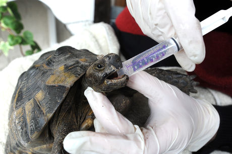 Tortoise Gets First Drink Syringe After Editorial Stock Photo - Stock ...