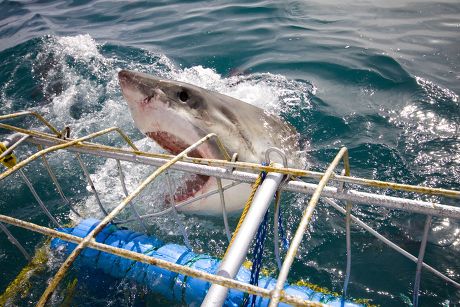 Great White Shark Attacking Dive Cage Editorial Stock Photo - Stock ...
