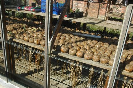 Onions Glasshouse Lost Gardens Heligan Mevagissey Editorial Stock Photo ...