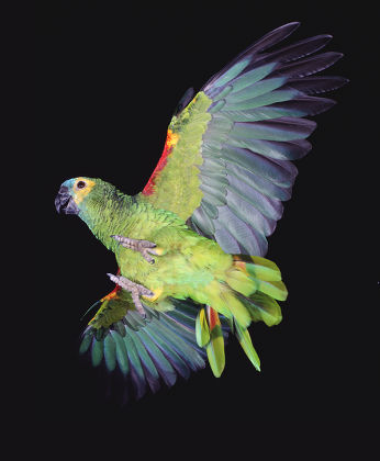 1 Amazon amazona aestiva animal bird blue fronted amazon parrot brazil ...