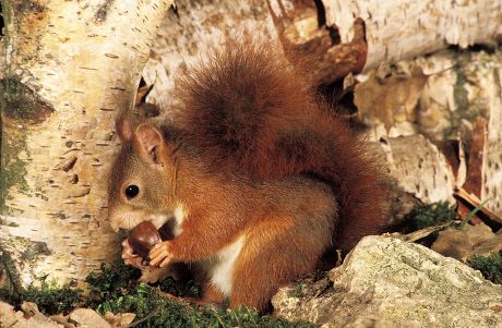 37 Chestnut squirrel Stock Pictures, Editorial Images and Stock Photos ...