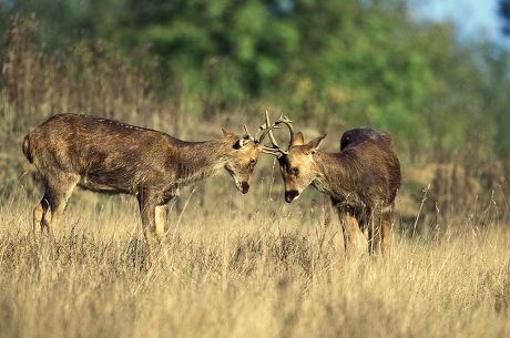 Barashingha Deer Swamp Deer Cervus Duvauceli Editorial Stock Photo ...