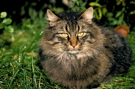 44 Skogkatt cat Stock Pictures, Editorial Images and Stock Photos ...