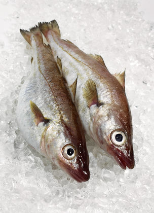 Fresh Whiting Merlangius Merlangus Fishes On Editorial Stock Photo ...