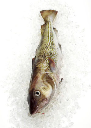 250 Gadidae Stock Pictures, Editorial Images and Stock Photos ...