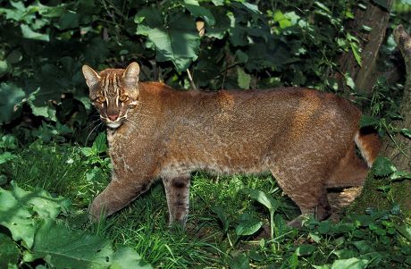 Asian Golden Cat Temminks Cat Catopuma Editorial Stock Photo - Stock ...
