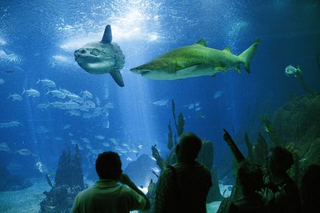 Sunfish Mola Mola Shark Salt Water Editorial Stock Photo - Stock Image ...