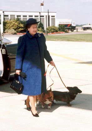 Queen Elizabeth Ii Her Corgi Dogs Editorial Stock Photo - Stock Image ...