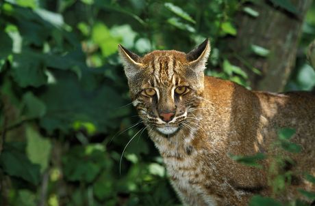 Asian Golden Cat Temminks Cat Catopuma Editorial Stock Photo - Stock ...