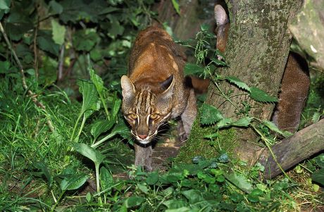 Asian Golden Cat Temminks Cat Catopuma Editorial Stock Photo - Stock ...