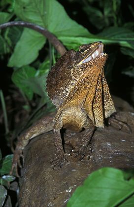 Frill Necked Lizard Chlamydosaurus Kingii Adult Editorial Stock Photo ...