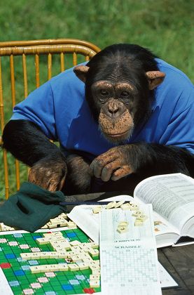 49 Chimpanzee circus Stock Pictures, Editorial Images and Stock Photos ...