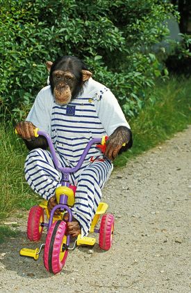 49 Chimpanzee circus Stock Pictures, Editorial Images and Stock Photos ...