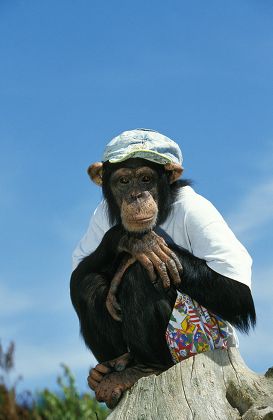 49 Chimpanzee circus Stock Pictures, Editorial Images and Stock Photos ...