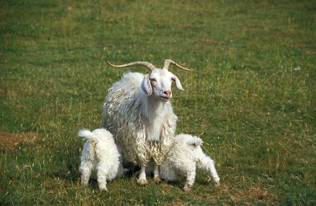 Angora Goat Breed Producing Mohair Wool Editorial Stock Photo - Stock ...