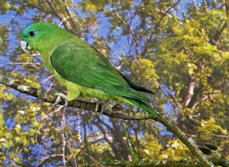Rackettail Parrot Prioniturus Sp Adult Standing Editorial Stock Photo ...