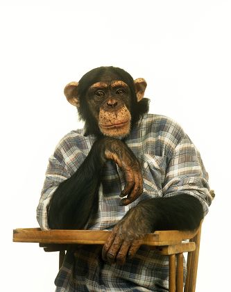 49 Chimpanzee circus Stock Pictures, Editorial Images and Stock Photos ...