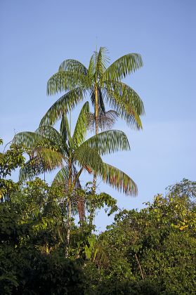 40 Plam trees Stock Pictures, Editorial Images and Stock Photos ...