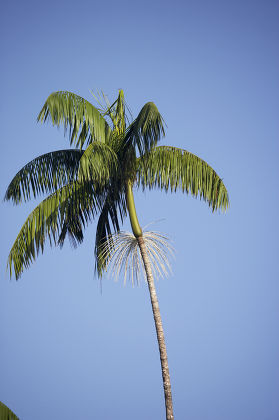 40 Plam trees Stock Pictures, Editorial Images and Stock Photos ...