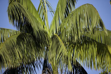 40 Plam trees Stock Pictures, Editorial Images and Stock Photos ...