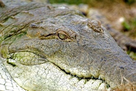 Orinoco Crocodile Crocodylus Intermedius Close Head Editorial Stock ...