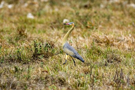 Whistling Heron Syrigma Sibilatrix Adult Standing Editorial Stock Photo ...