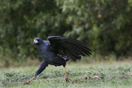 Great Black Hawk Buteogallus Urubitinga Adult Editorial Stock Photo ...