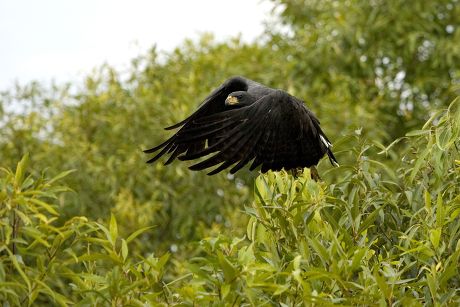 Great Black Hawk Buteogallus Urubitinga Adult Editorial Stock Photo ...