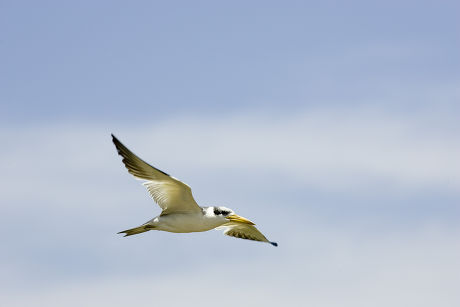 Largebilled Tern Phaetusa Simplex Adult Flight Editorial Stock Photo ...