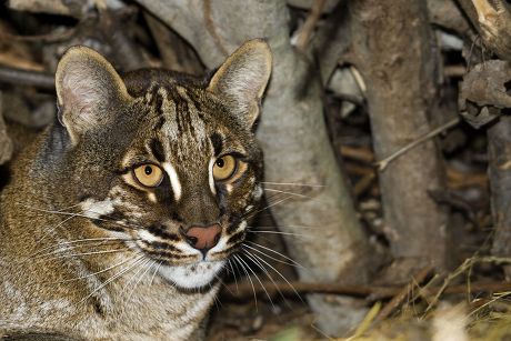 Asian Golden Cat Temminks Cat Catopuma Editorial Stock Photo - Stock ...