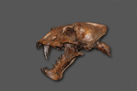 Skull Scimitar Cat Homotherium Serum Saber Editorial Stock Photo ...