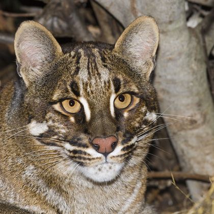 Asian Golden Cat Temminks Cat Catopuma Editorial Stock Photo - Stock ...