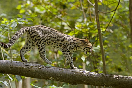 43 Leopardus tigrinus Stock Pictures, Editorial Images and Stock Photos ...