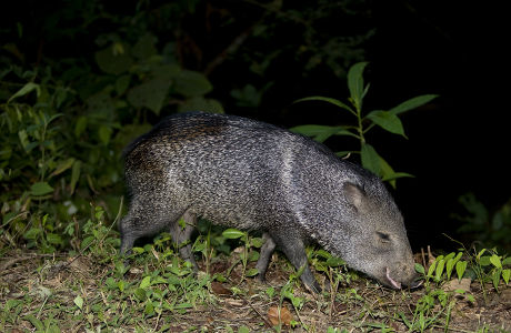 27 Tayassuidae Stock Pictures, Editorial Images and Stock Photos ...