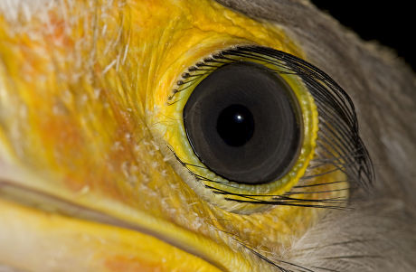 Secretary Bird Sagittarius Serpentarius Close Eye Editorial Stock Photo ...