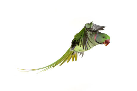 28 Alexandrine parakeet Stock Pictures, Editorial Images and Stock ...