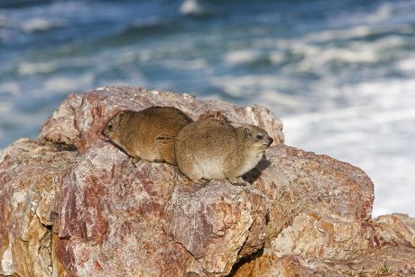 22 Procaviidae Stock Pictures, Editorial Images and Stock Photos ...