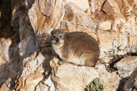 22 Procaviidae Stock Pictures, Editorial Images and Stock Photos ...